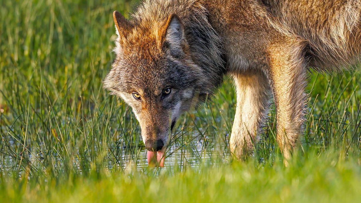 Drenthe wil wolf afschieten die in Friesland schapen heeft gedood ...