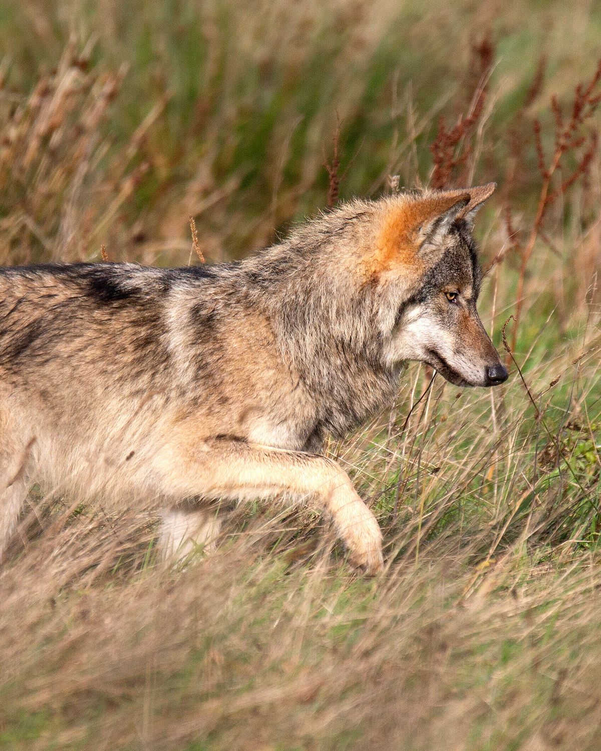 Wolf mag eerder worden afgeschoten - RTV Drenthe