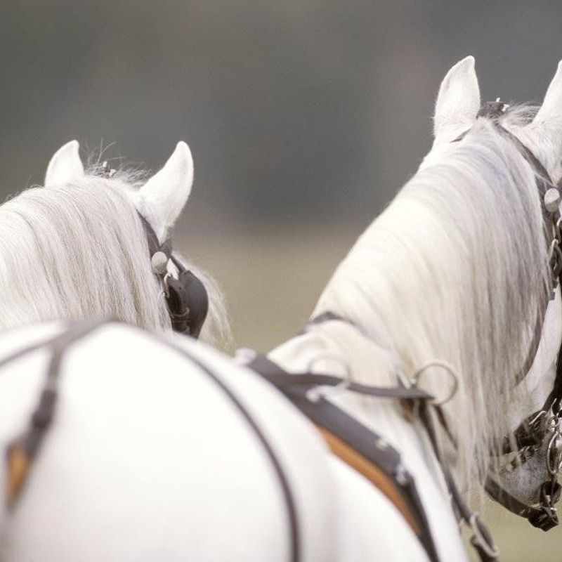 Paard & Koets volgend jaar naar De Peelbergen - L1 Nieuws Paard & Koets volgend jaar naar De Peelbergen - L1 Nieuws