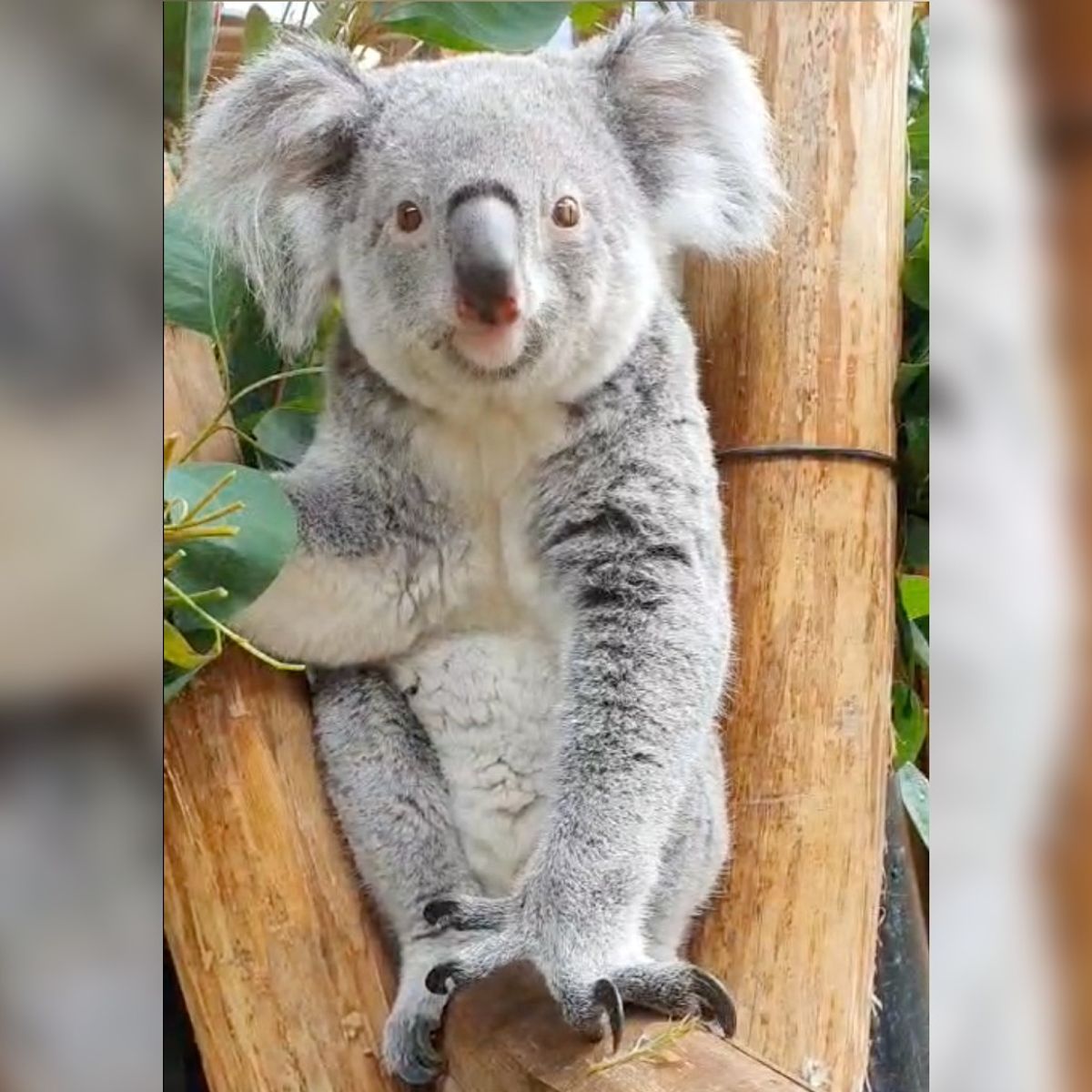 Eerste koala geboren in Ouwehands Dierenpark: unieke gebeurtenis voor ...