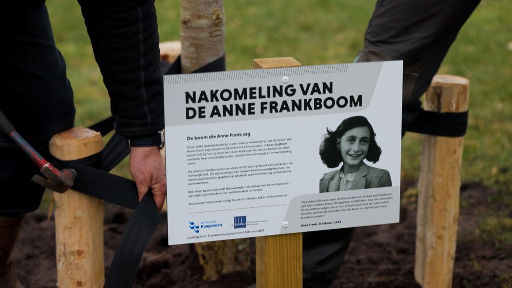 Nieuwlande krijgt Anne Frankboom: 'Heel belangrijk om te vertellen wat ...