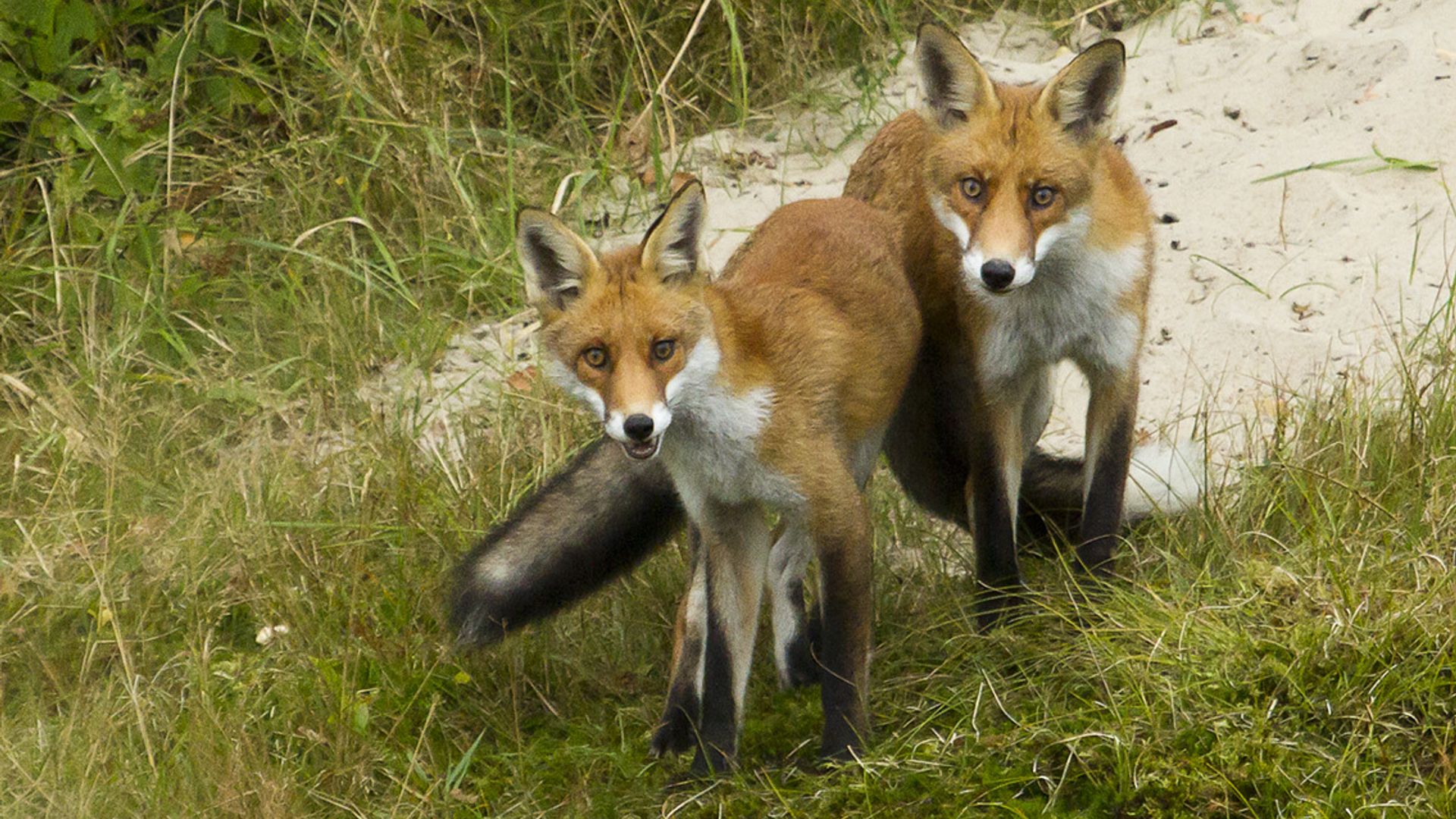 Goedemorgen! Midden Zeelandroute, jagen op vossen en uitje van het jaar - Omroep Zeeland
