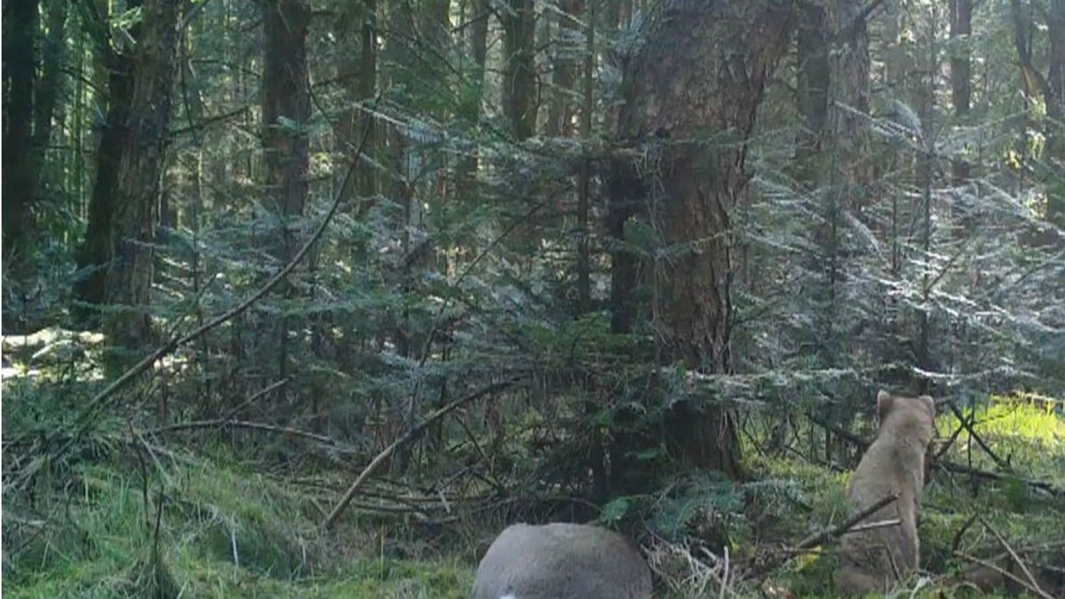 Video: Een marter die zich tegoed doet aan een dode ree - RTV Drenthe