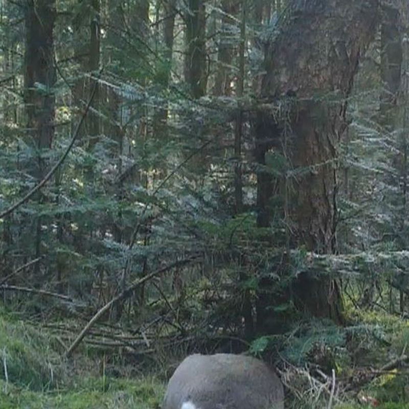 Video: Een marter die zich tegoed doet aan een dode ree - RTV Drenthe