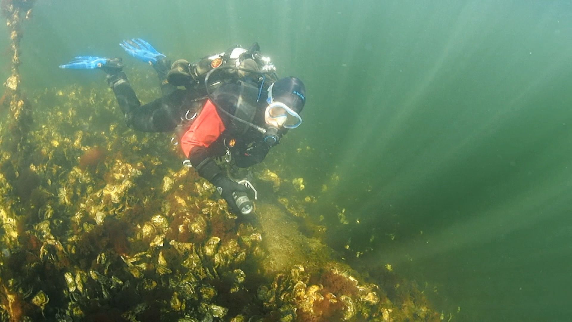 Meer aandacht voor het onderwaterleven in Zeeland - Omroep Zeeland