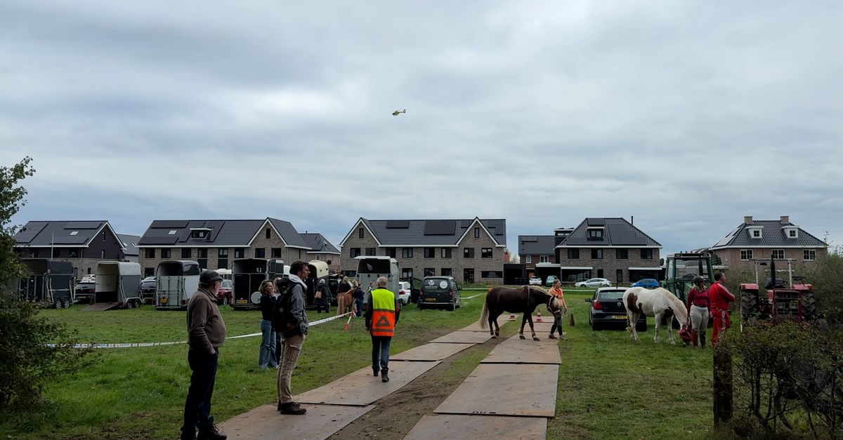 Meisje gewond na val van paard in Broekland, traumaheli opgeroepen - Oost