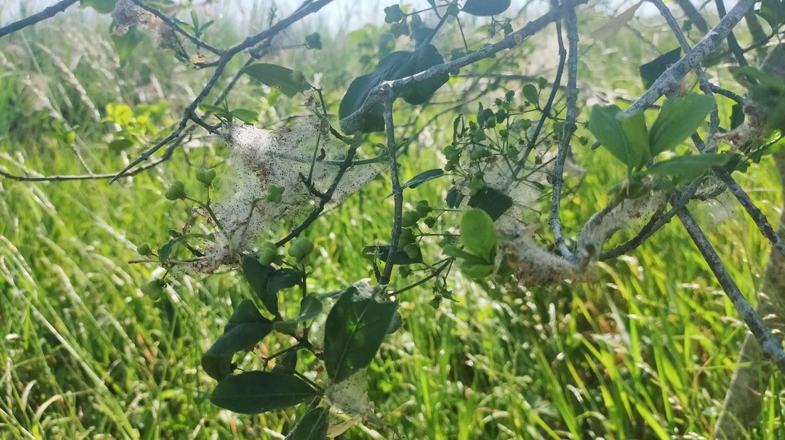 Opvallend weinig vlinders dit voorjaar, natuurkenners maken zich zorgen ...