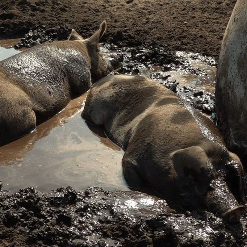 Deze varkens eten afval uit supermarkt, maar liggen straks zelf tussen ...