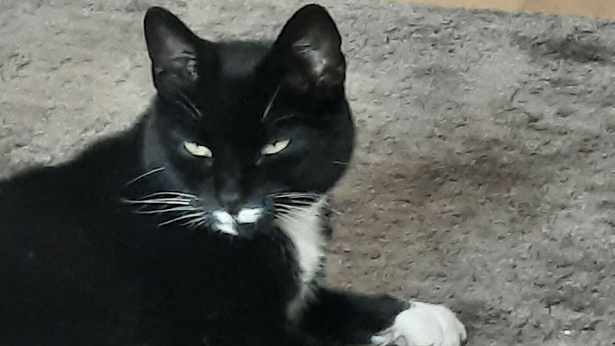 Kat Max na 10 jaar weer thuis: 'Hopelijk is nu niemand zijn kat aan het ...