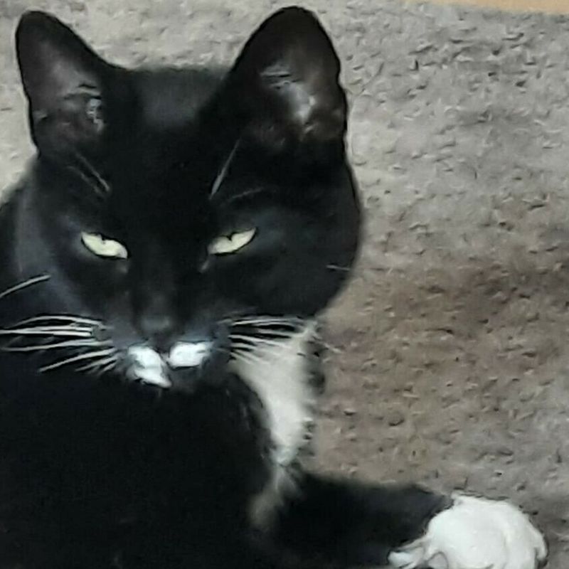 Kat Max na 10 jaar weer thuis: 'Hopelijk is nu niemand zijn kat aan het ...