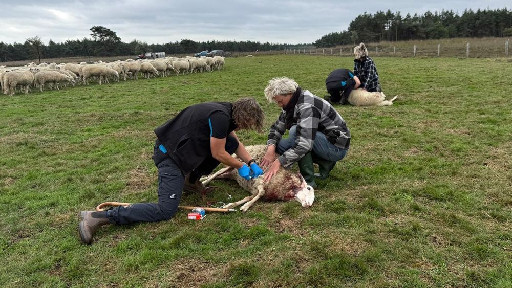 Twintig dode schapen na aanval: 'Dit is behoorlijk traumatisch ...