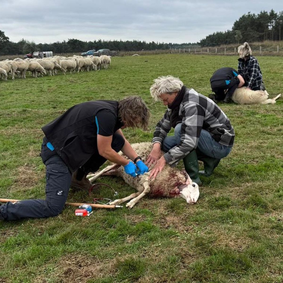 Twintig dode schapen na aanval: 'Dit is behoorlijk traumatisch ...