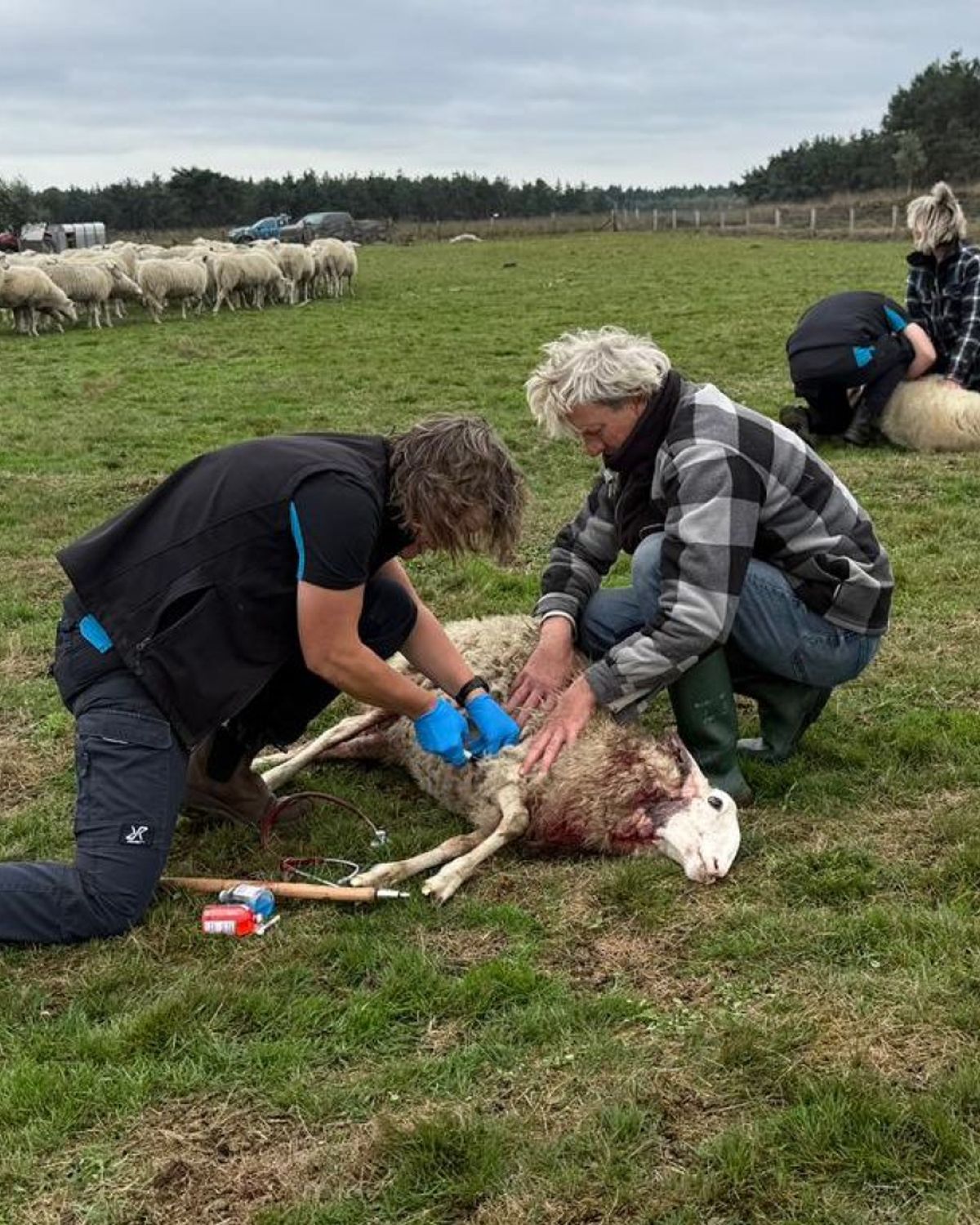 Twintig dode schapen na aanval: 'Dit is behoorlijk traumatisch ...