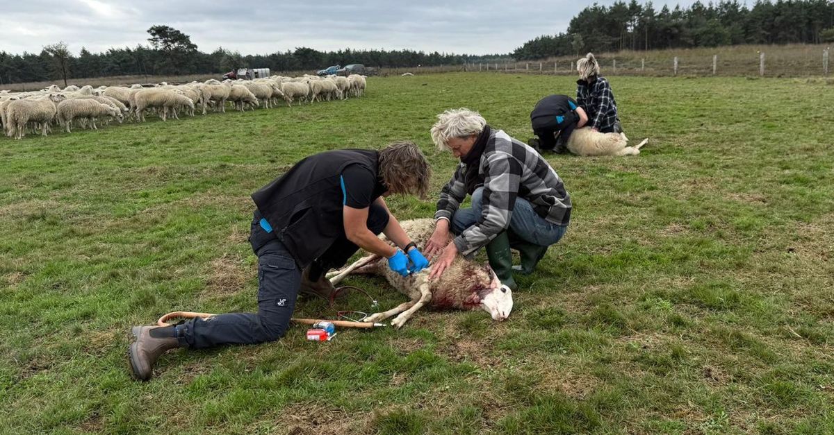 Twintig dode schapen na aanval: 'Dit is behoorlijk traumatisch ...