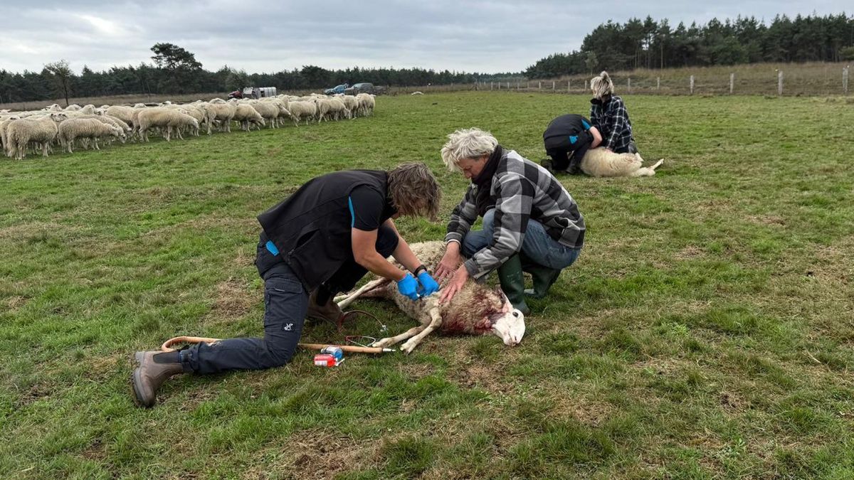 Twintig dode schapen na aanval: 'Dit is behoorlijk traumatisch ...
