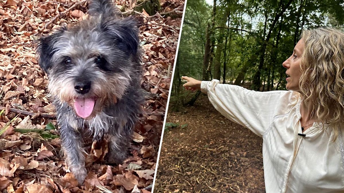 Geertje ging met hondje Bruno het bos in, het was de laatste keer ...