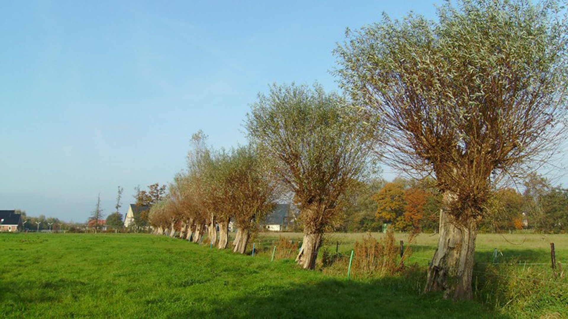 'Boeren kappen bomen en houtsingels voor EU-subsidie' - RTV Noord