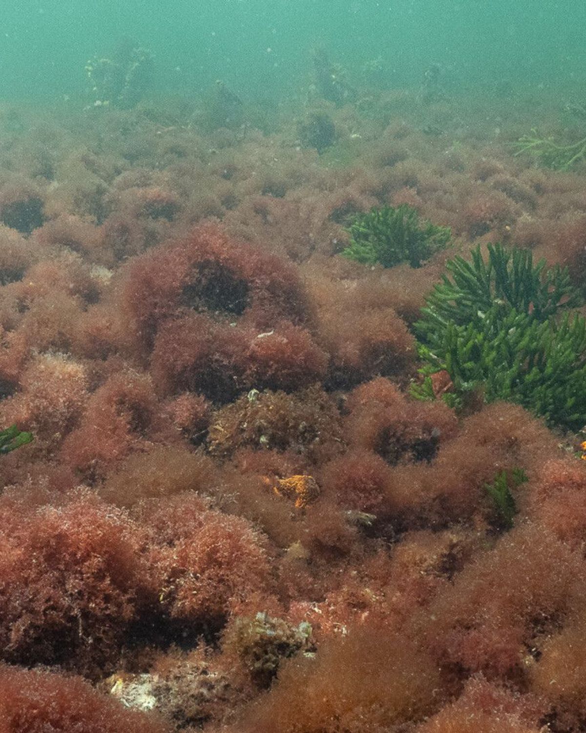 Dit is rood, wollig en niet welkom in het Grevelingenmeer - Omroep Zeeland