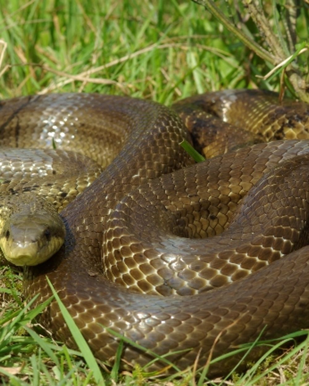 Russische rattenslang gedijt goed in Eelde - RTV Drenthe