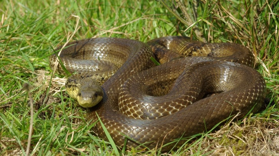 Onderzoek naar Russische rattenslang in Eelde - RTV Drenthe
