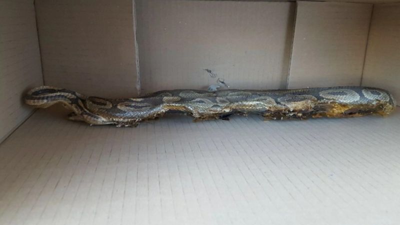 Auto met 'lijklucht' is schuilplek van wegrottende koningspython - RTV ...