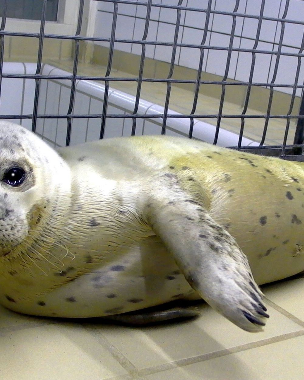 Duitse dierentuin: altijd al verwacht dat Lenie 't Hart achter ontvoering Hannes zat - RTV Noord