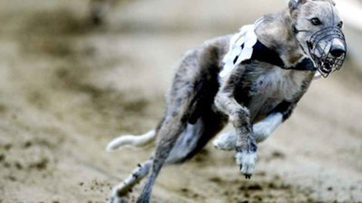 Beste windhonden bijeen in Venlo - L1