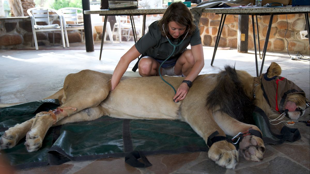 Maaike is dierendokter in Namibië: 'Een leeuw werd wakker uit zijn verdoving toen ik zijn ...