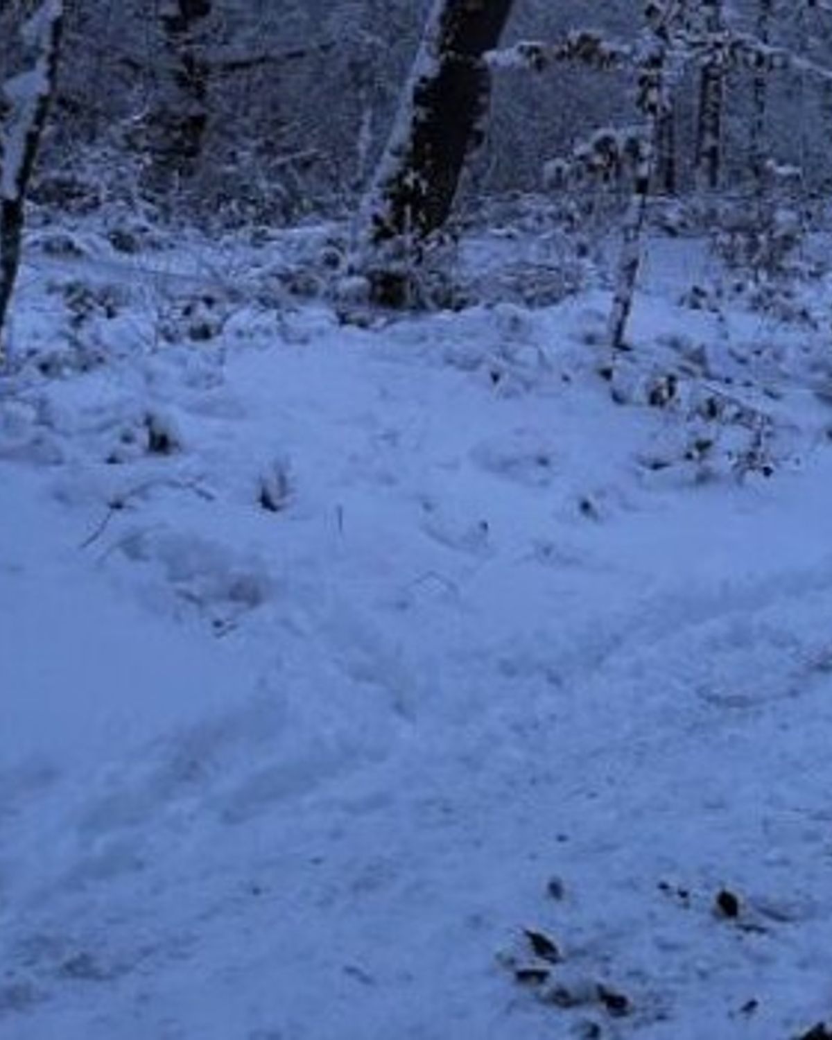 Plysje warskôget foar 'boobytraps' yn bosk Beetstersweach - Omrop Fryslân
