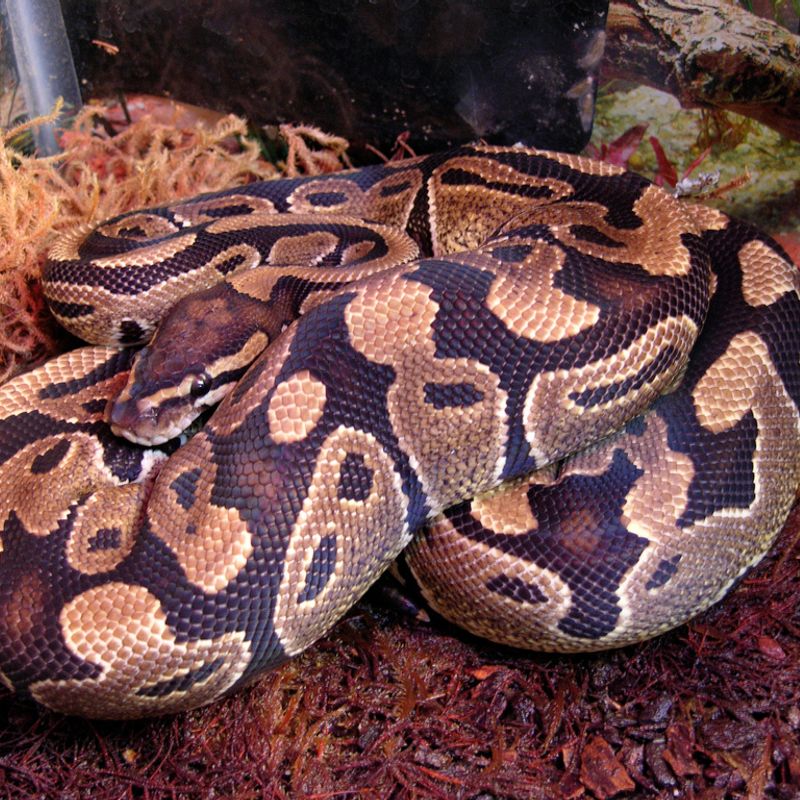 Koningspython ontsnapt in Alblasserdam: 'Hij doet niks' - Rijnmond