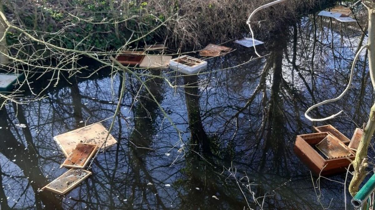 Genoeg geld voor nieuwe bijen Hobbytuinen Spoorwijk ingezameld: 'Dit is ...