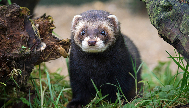 Soort van de maand: stinken als een bunzing - RTV Drenthe