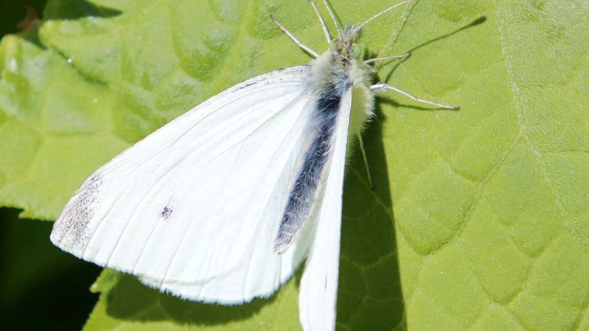 Verrassend veel vlinders verstopt in de mosterd - Omroep Zeeland