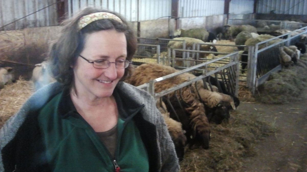 Berber Ubbink definitief nieuwe herder schaapskudde Exloo - RTV Drenthe