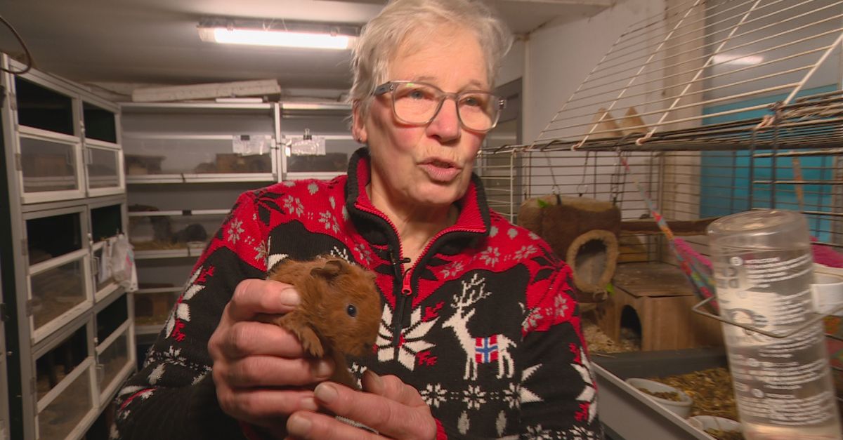 "Je moet een beetje gek zijn", zegt Silvia (72) van Caviadorp Bakkeveen ...