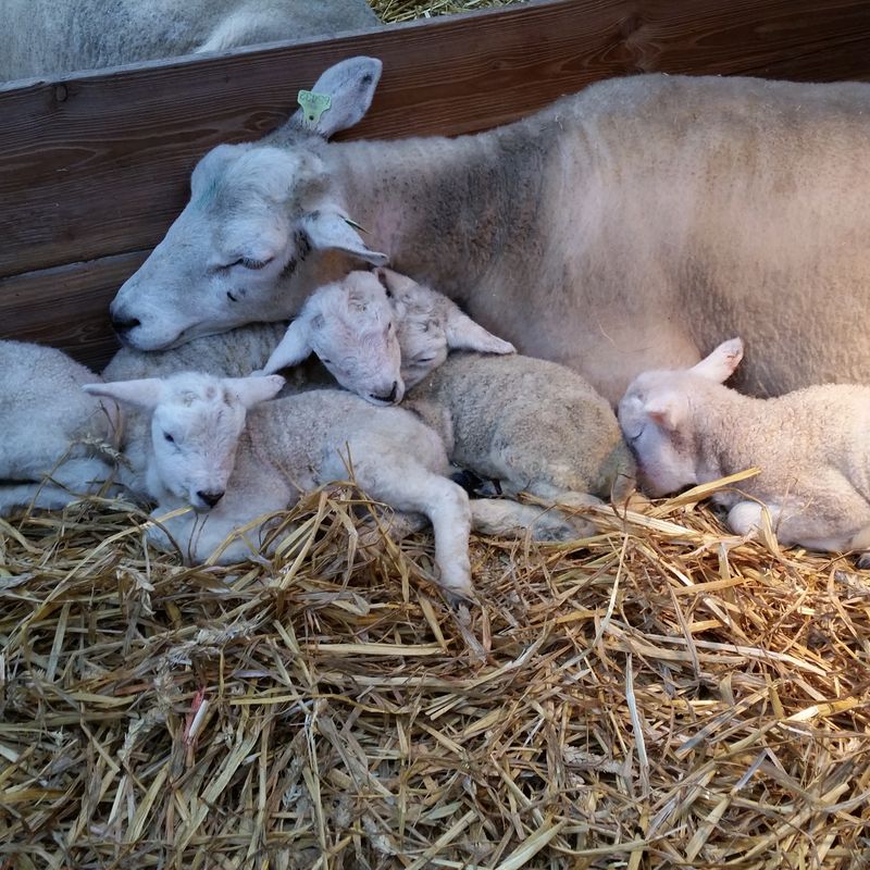 Beschuit met muisjes voor lammetjesvijfling bij zorgboerderij Tokhok in ...