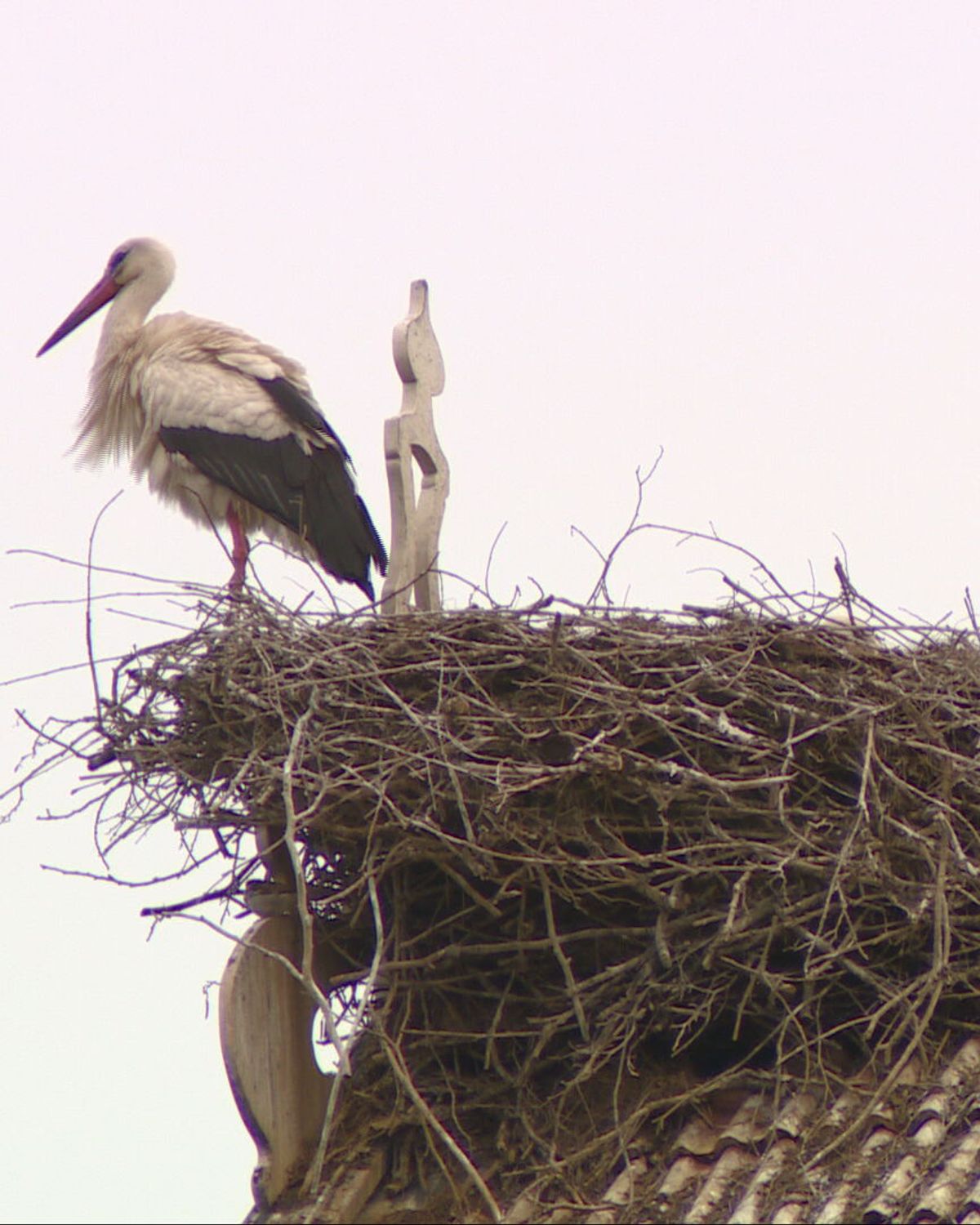 Tot vier jongen per nest: ooievaars hebben goed jaar - Omrop Fryslân