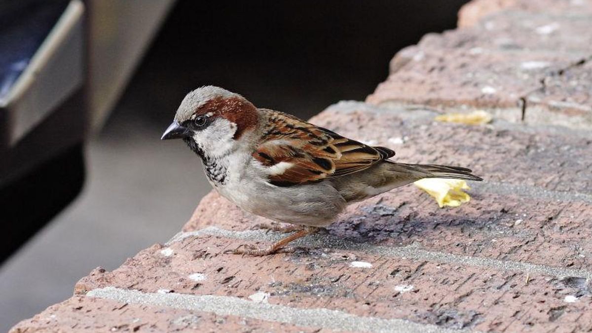 Bestaan er verschillende soorten mussen? - Rijnmond