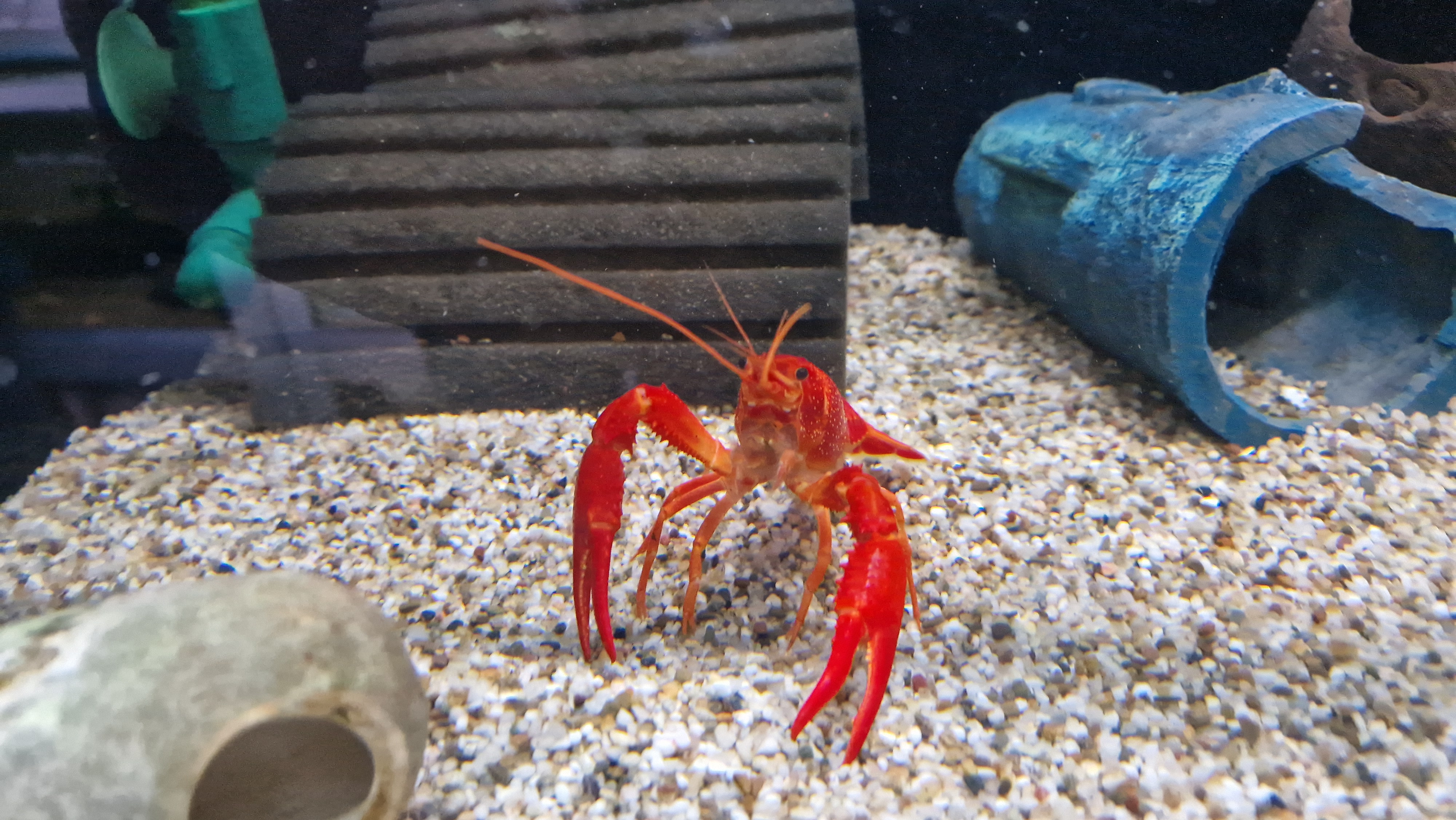 Van goudvis tot rog of kreeft: het vissenasiel in Sliedrecht vangt ...