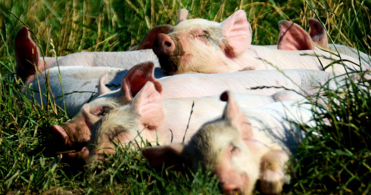 Ook in de wei en stallen is het bloedheet: NVWA waarschuwt veehouders ...