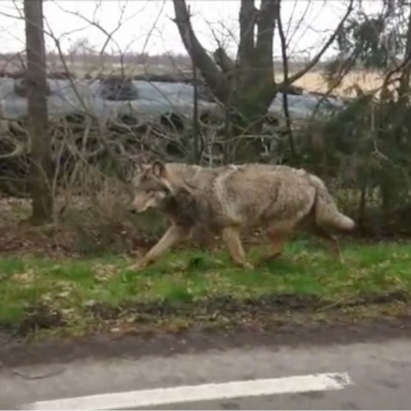 'Drentse wolf doodgereden in Duitsland' - RTV Drenthe