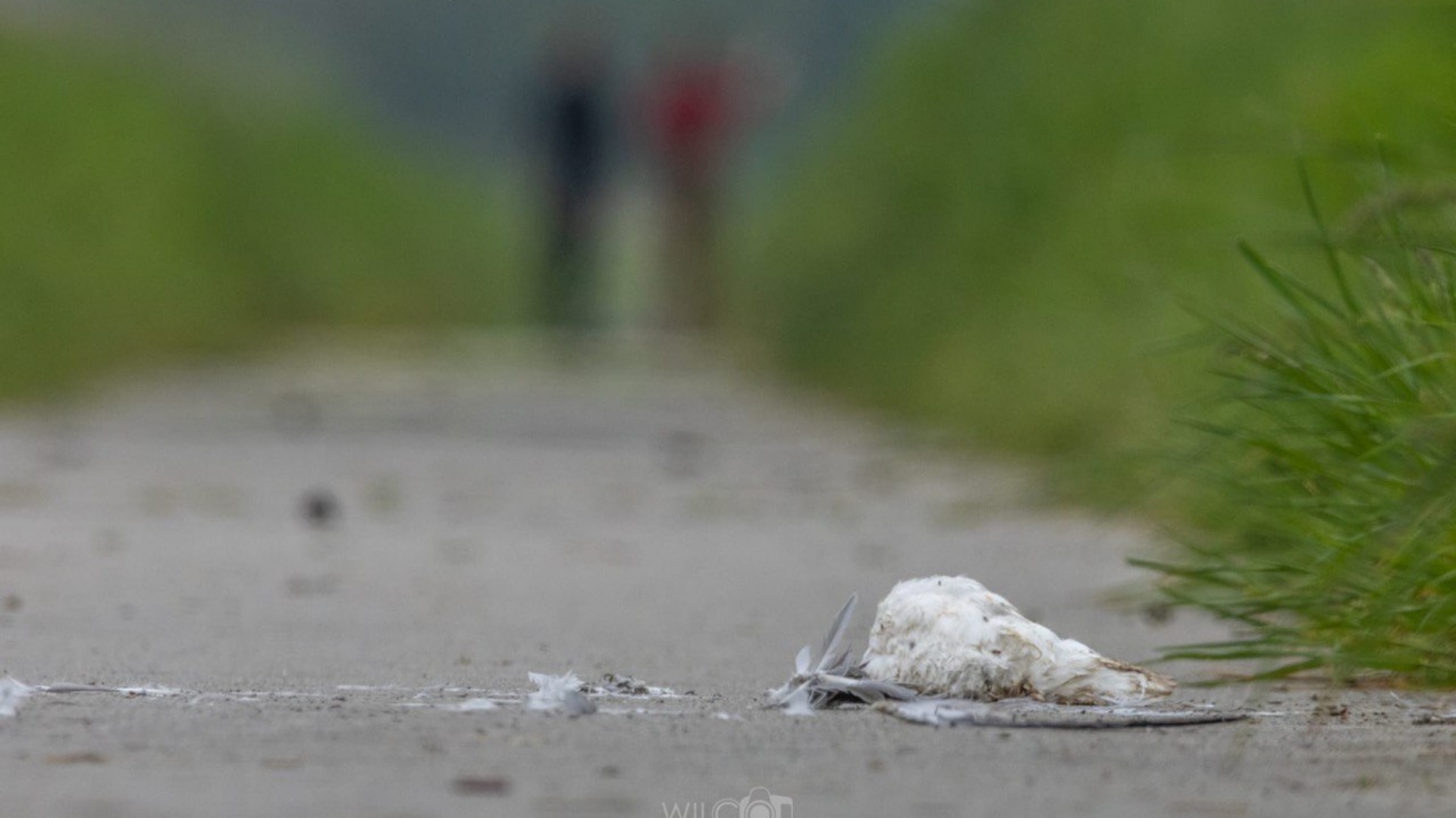 Knuppelpad in 't Roegwold afgesloten door uitbraak vogelgriep - RTV Noord