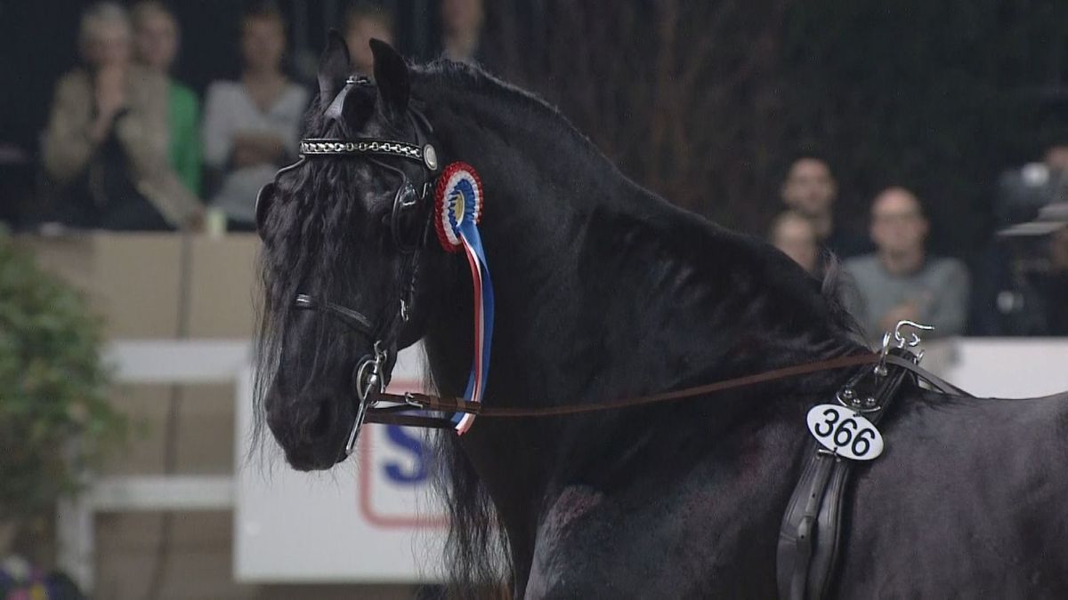 Publieksfavoriet Jasper 366 herdacht bij de Hengstenkeuring - Omrop Fryslân
