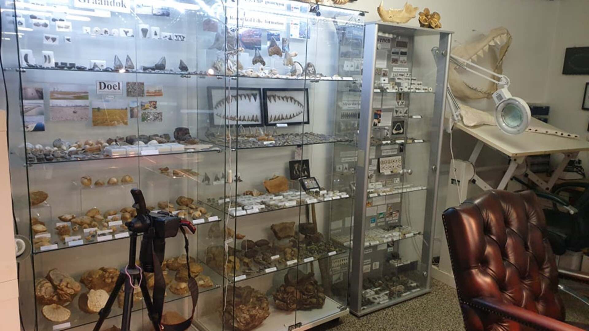 Niet alleen Cadzand, maar vooral Antwerpen is haaientanden-hotspot ...