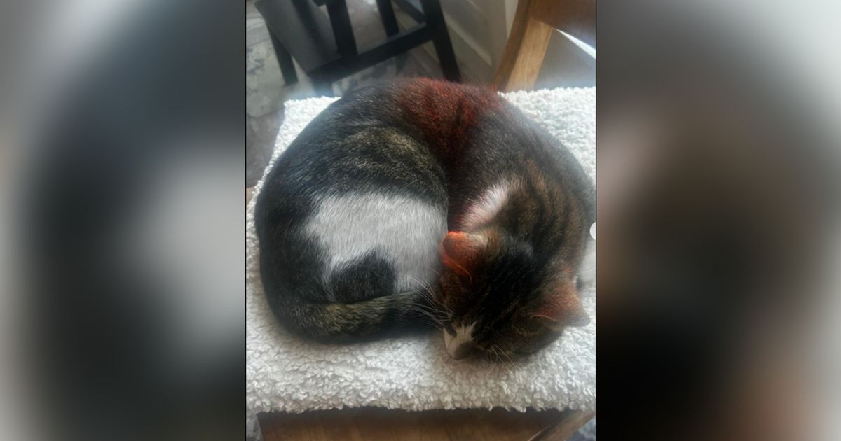 Na lange reis met viskar en akkefietje met rode verf is kat Toko weer ...
