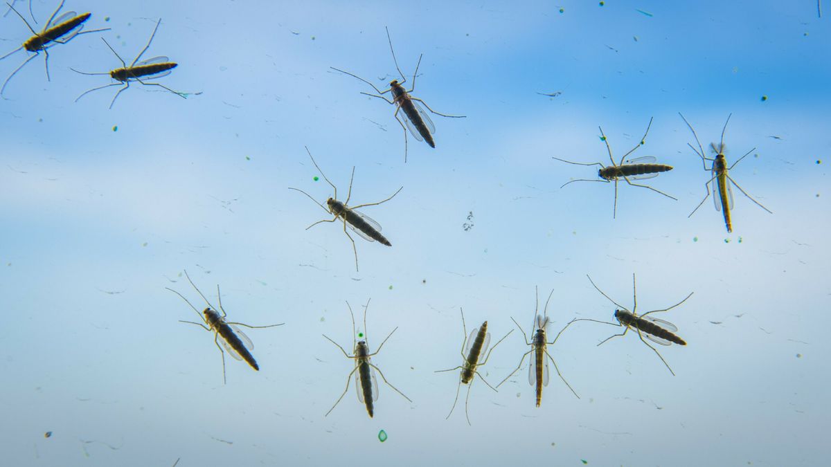 Meer muggen in een hete zomer? Dit is wat er echt gebeurt - RTV Drenthe