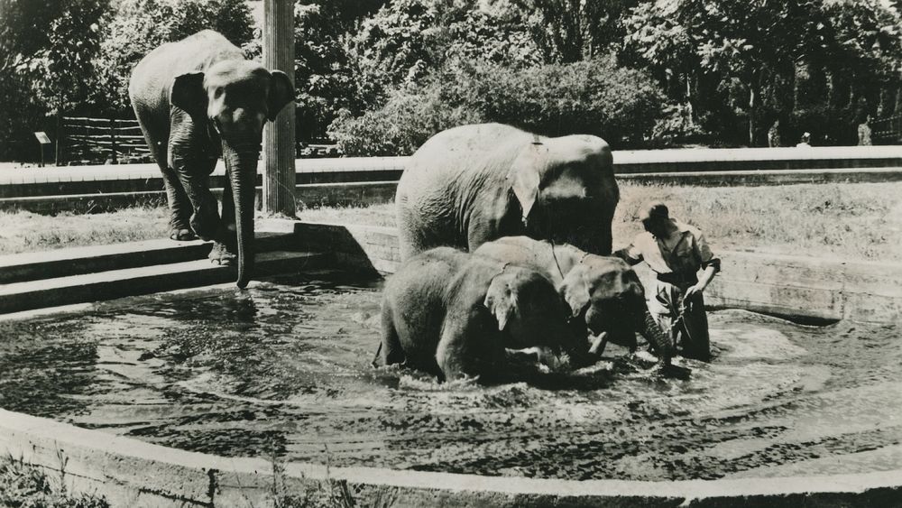 Diergaarde Blijdorp in de oorlog: hoe een foute directeur het personeel ...