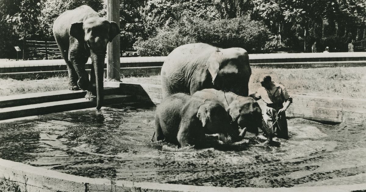 Diergaarde Blijdorp in de oorlog: hoe een foute directeur het personeel aan zijn kant kreeg ...