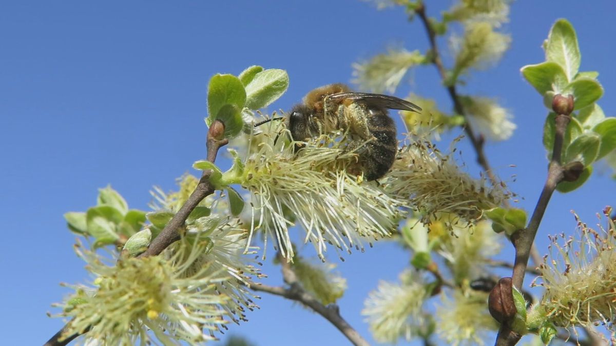 Honderden grijze zandbijen in De Gasterse Duinen - RTV Drenthe