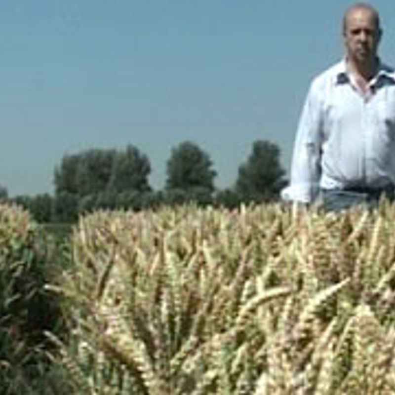 Hoeveel graan is er nodig voor één brood? - Rijnmond
